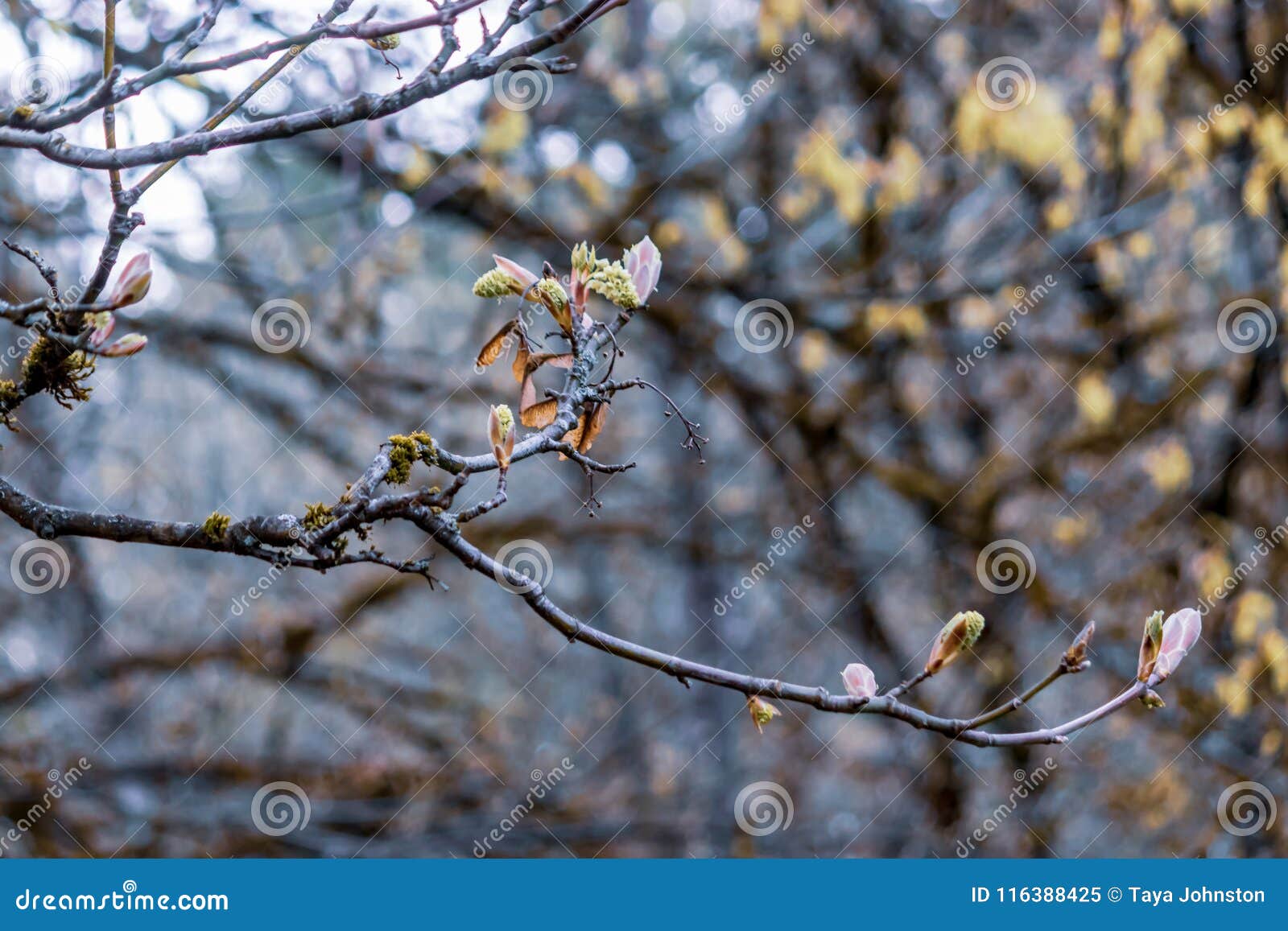 New Spring Growth on Branches Stock Image - Image of beautiful ...