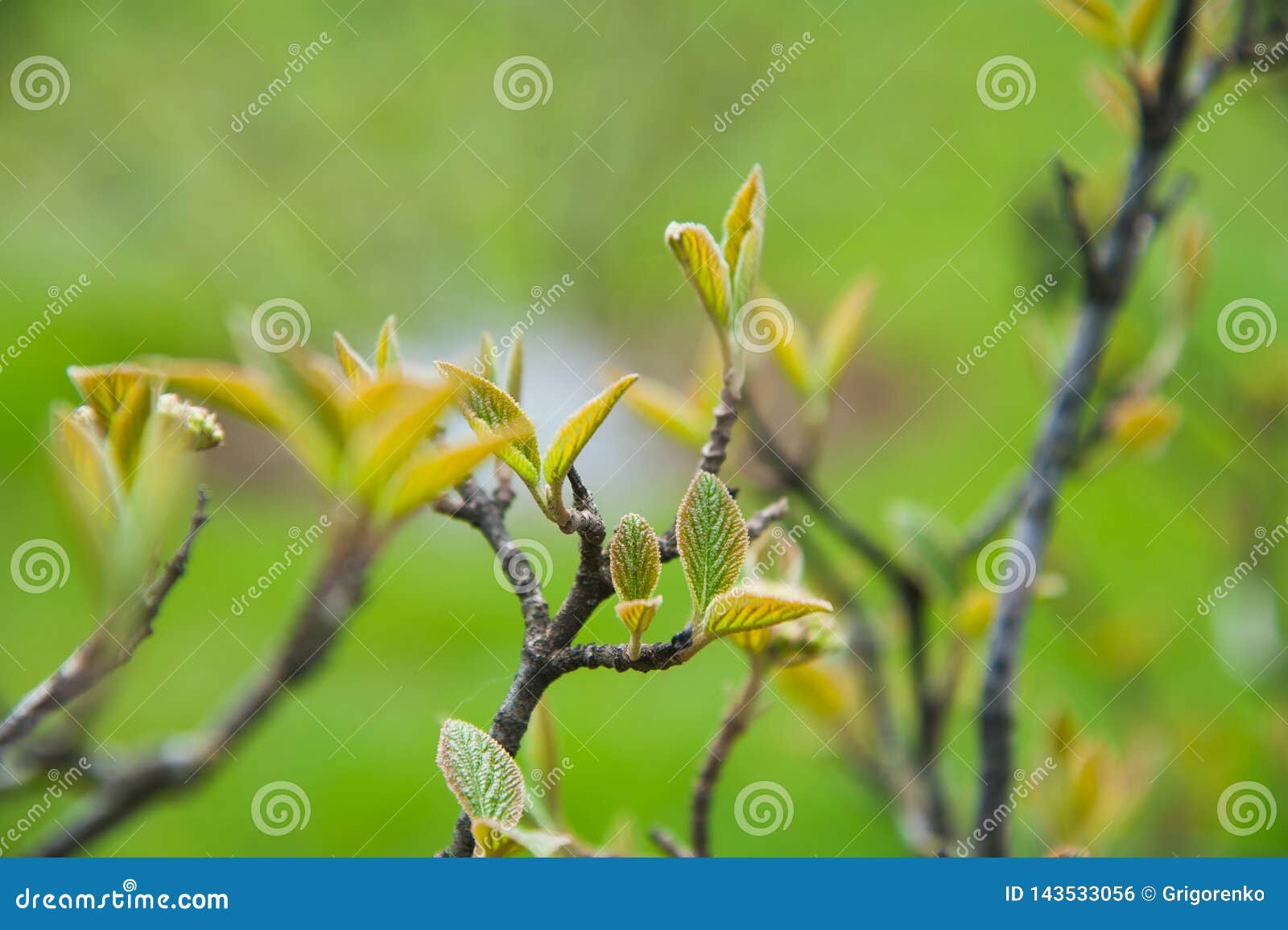 Green Buds on Branches in Spring Stock Photo - Image of budding, nature ...