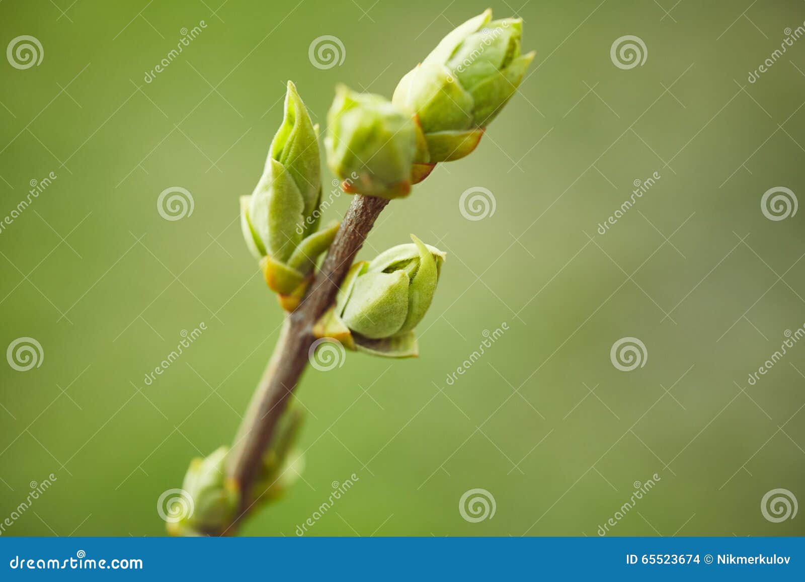 Green buds stock photo. Image of fresh, march, close - 65523674