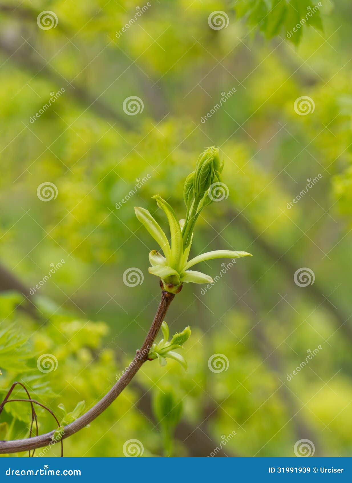 Green buds of a maple stock image. Image of natural, flower - 31991939