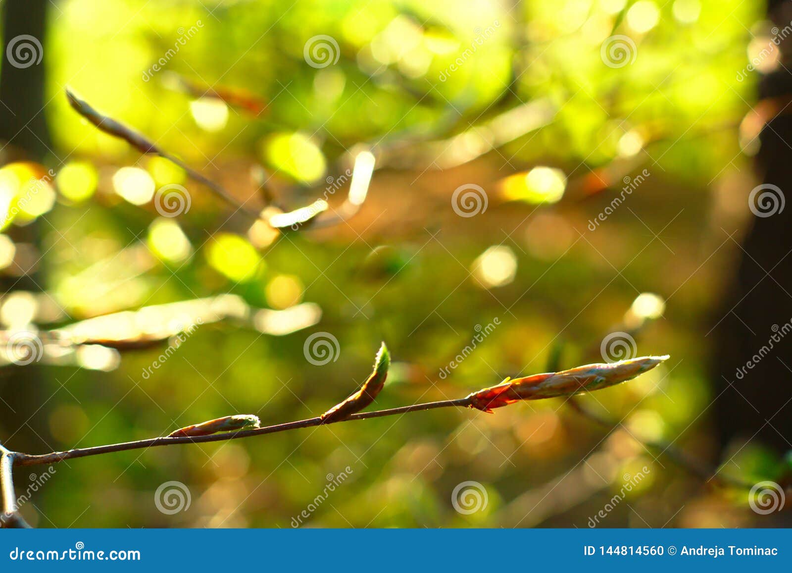 Green Buds in Spring stock photo. Image of copy, fresh - 144814560