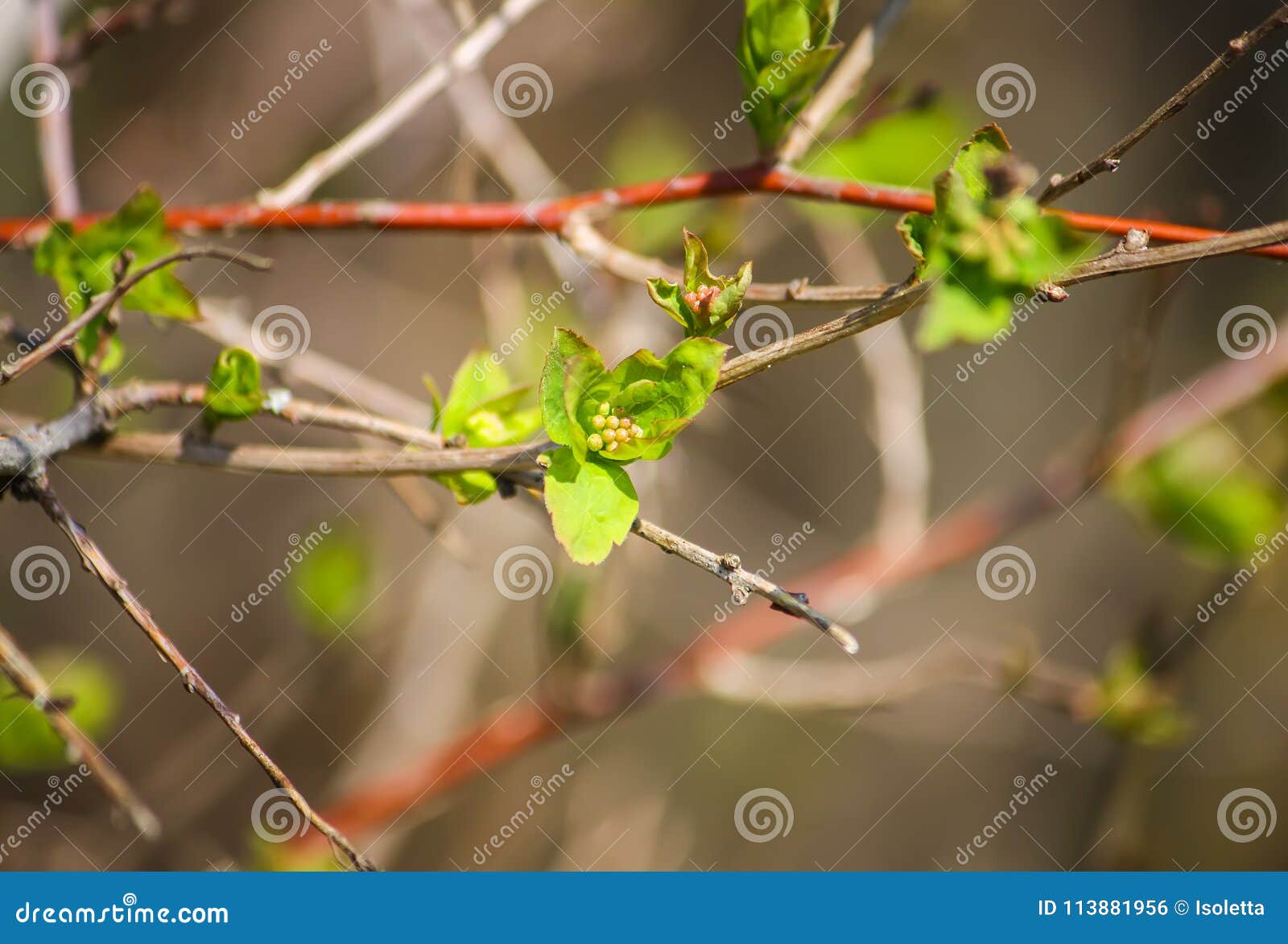 Green Buds on Tree Branches Stock Photo - Image of flower, cherry ...