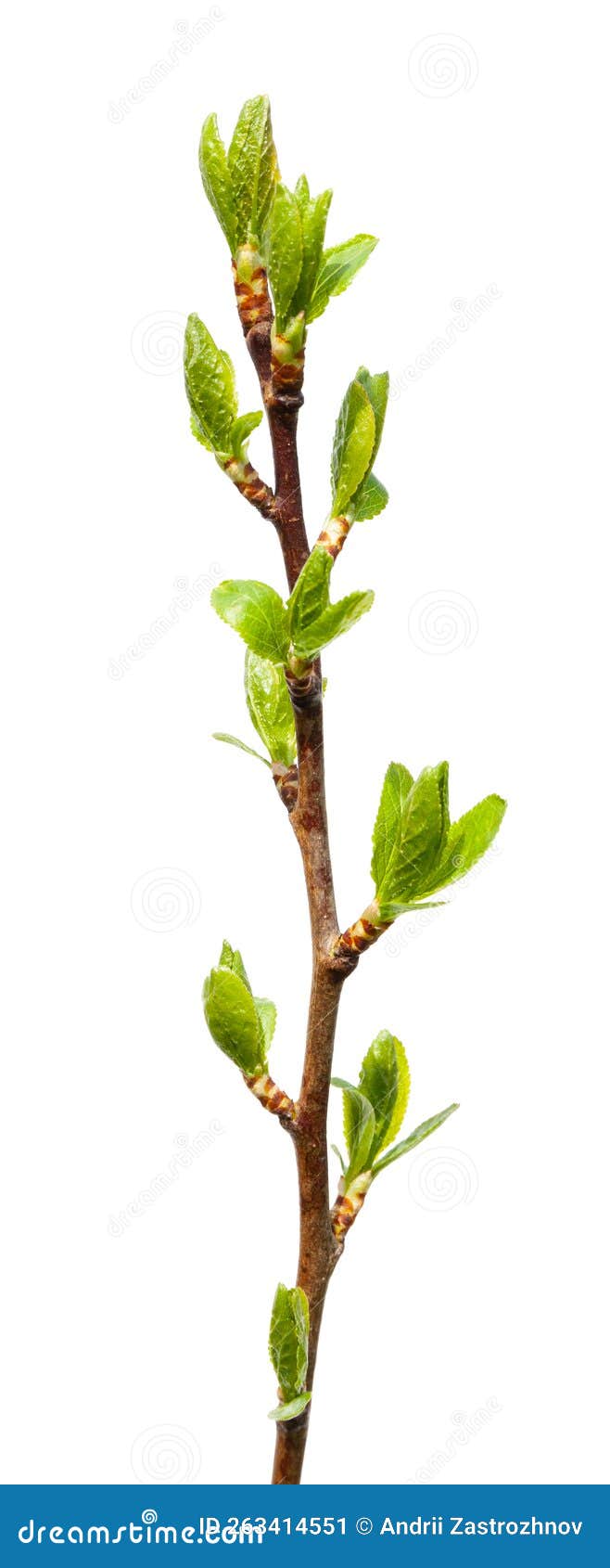 Green Buds on a Tree, Spring Branch of a Plant on a White Background ...