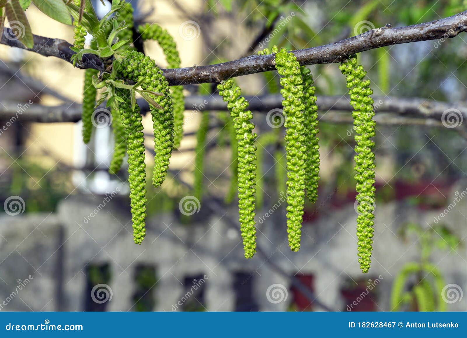 Green Buds on a Walnut Tree in Spring Stock Image - Image of blooming ...