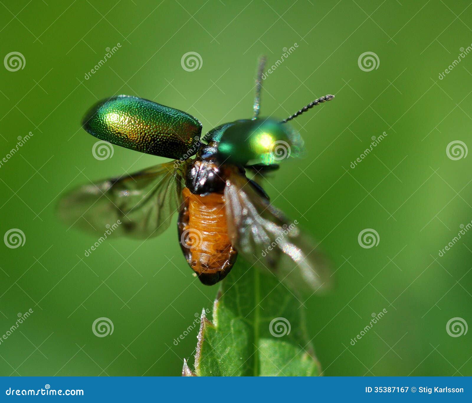 Green bug stock image. Image of freedom, creepy, insect - 35387167