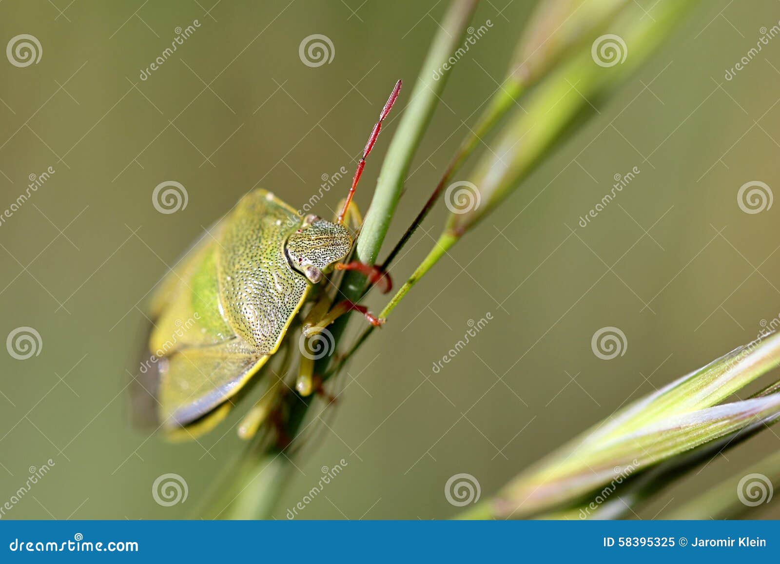 Green Bug on a Blade stock image. Image of macro, grass - 58395325