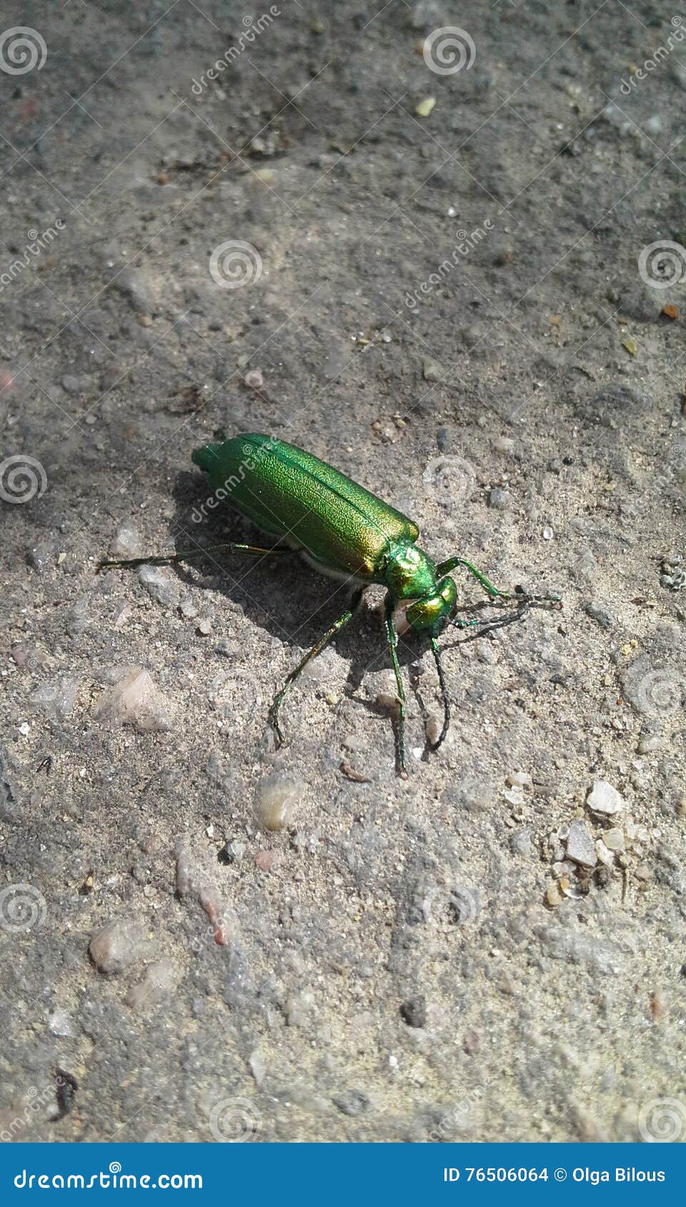 Green bug stock photo. Image of bright, green, wildlife - 76506064