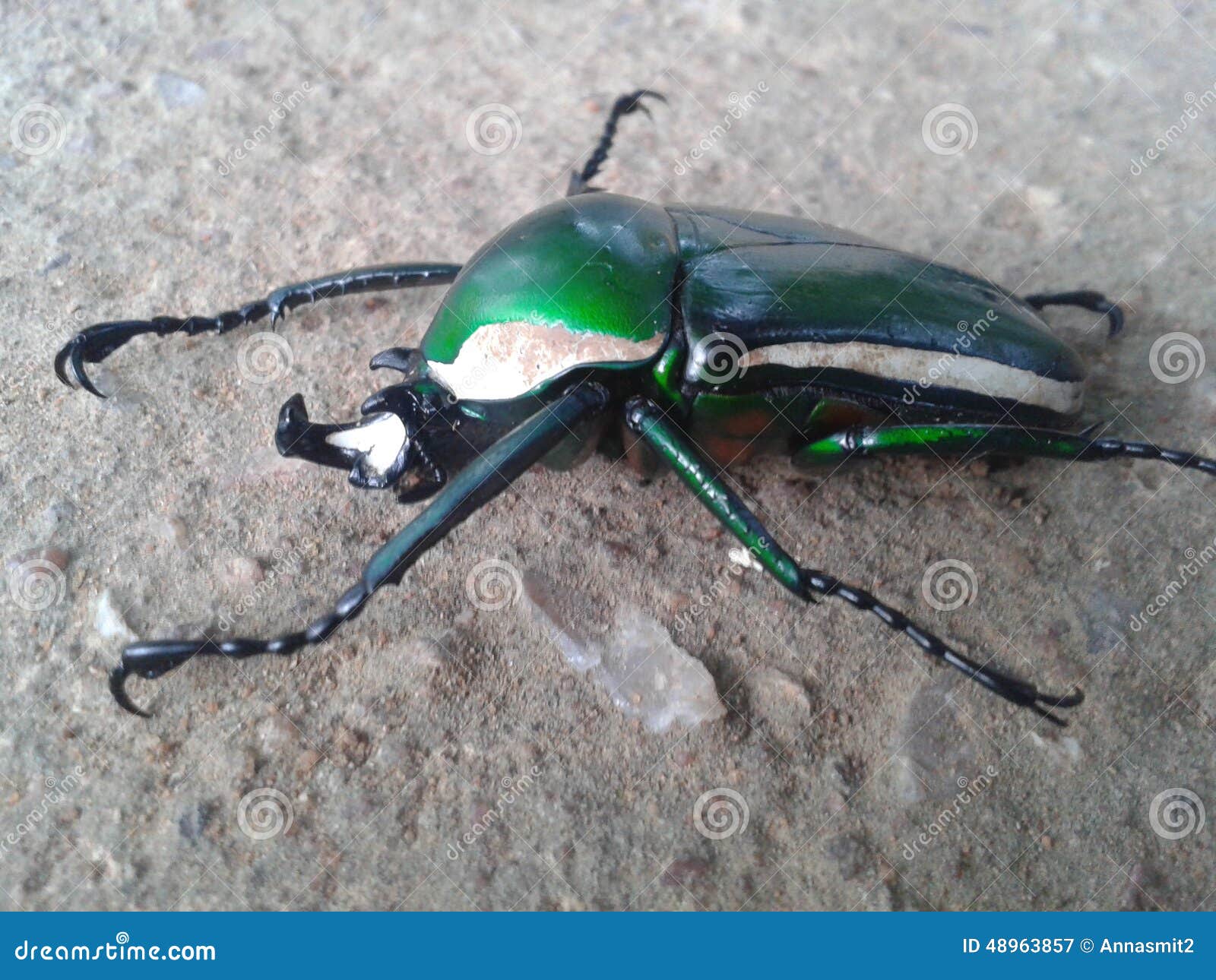 Green bug stock image. Image of beetle, insect, bright - 48963857