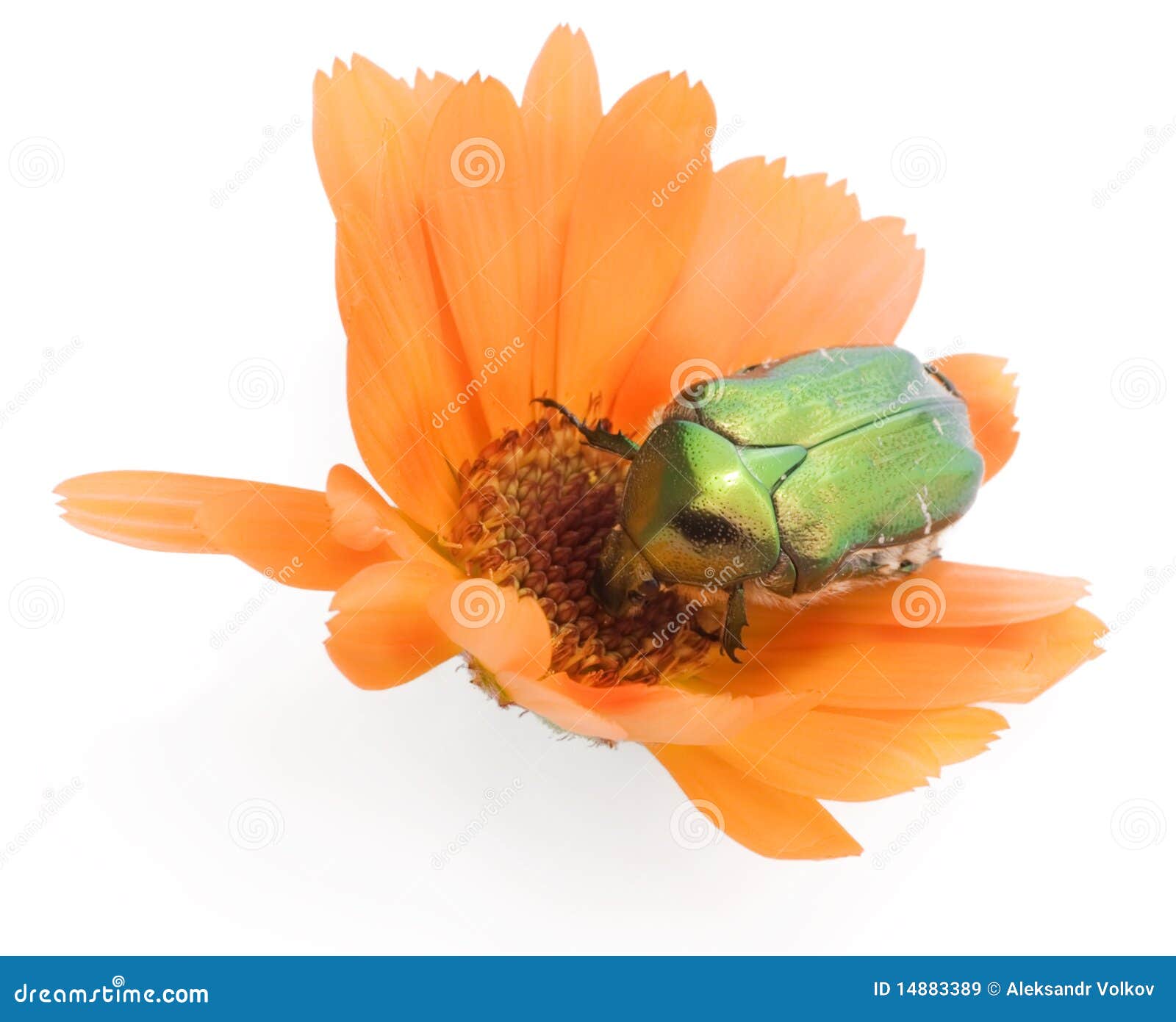 Green Bug on a Calendula Flower Stock Image - Image of nature, close ...