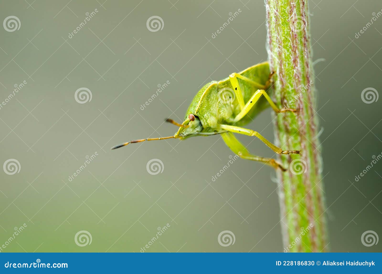 Green Bug Crawling Along the Stem of a Plant Stock Photo - Image of ...