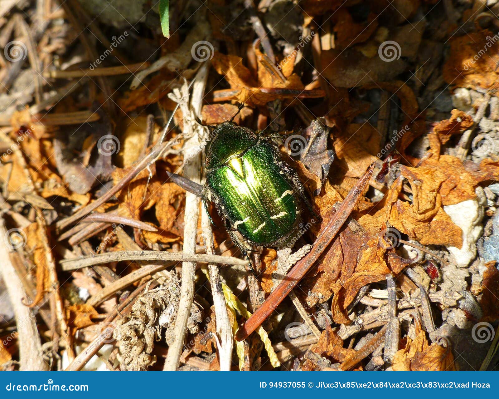 Green bug on the ground stock image. Image of metallic - 94937055