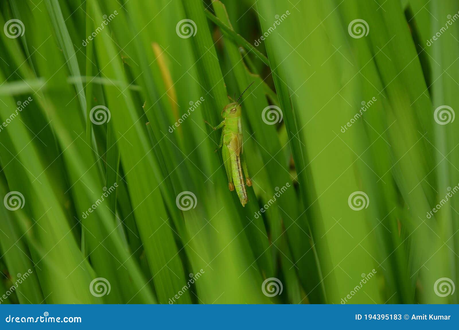 The Green Bug Insect Hold on Paddy Plant in the Field Meadows Stock ...