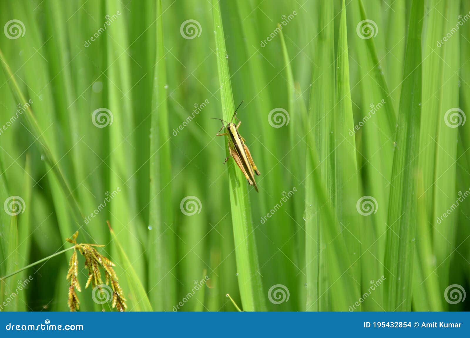 The Green Bug Insect Hold on Paddy Plant in the Field Meadows Stock ...