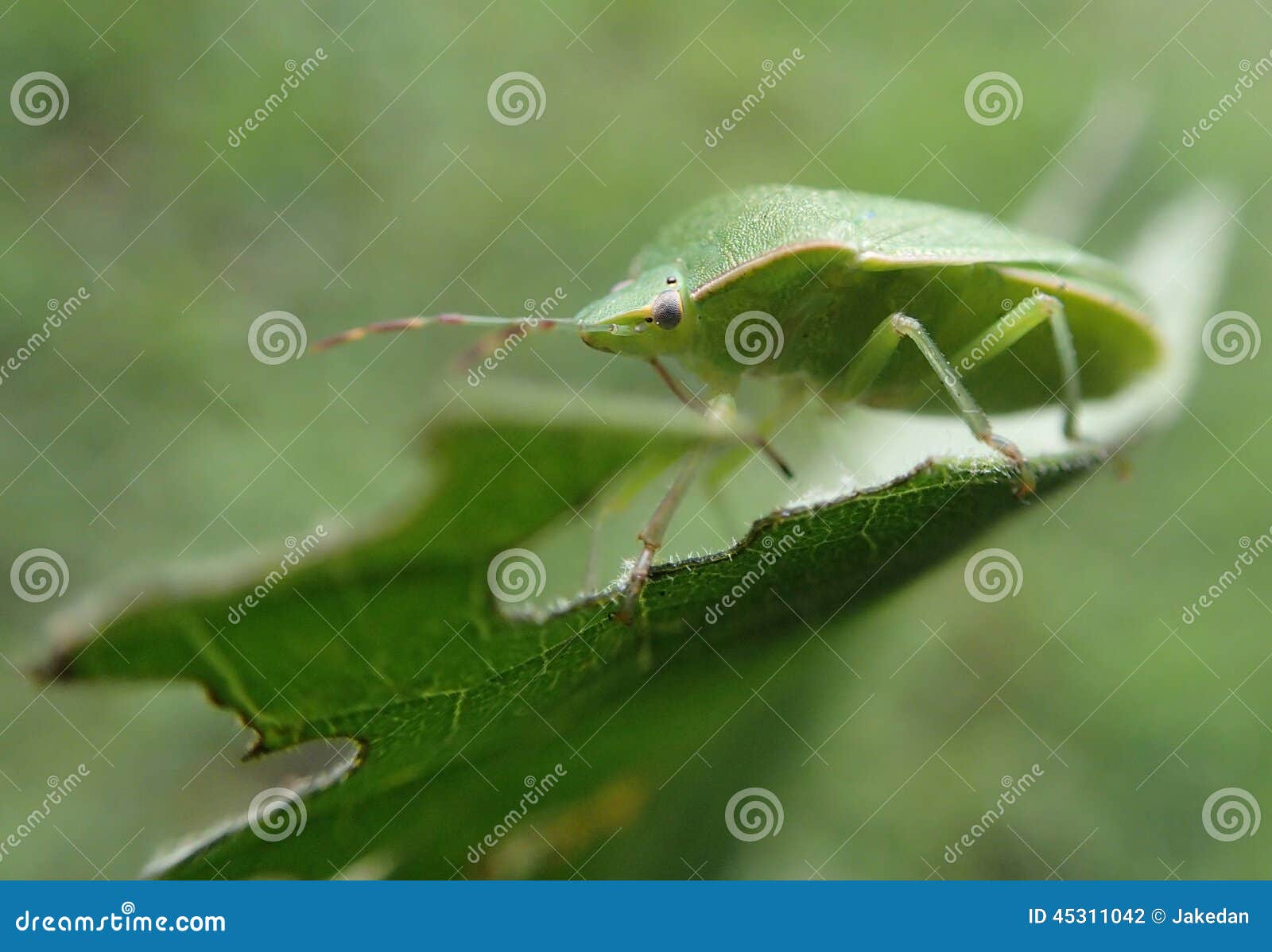 Green bug on a leaf stock photo. Image of arthropod, wildlife - 45311042