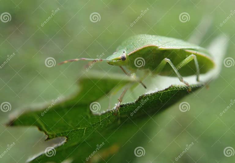 Green bug on a leaf stock photo. Image of arthropod, wildlife - 45311042