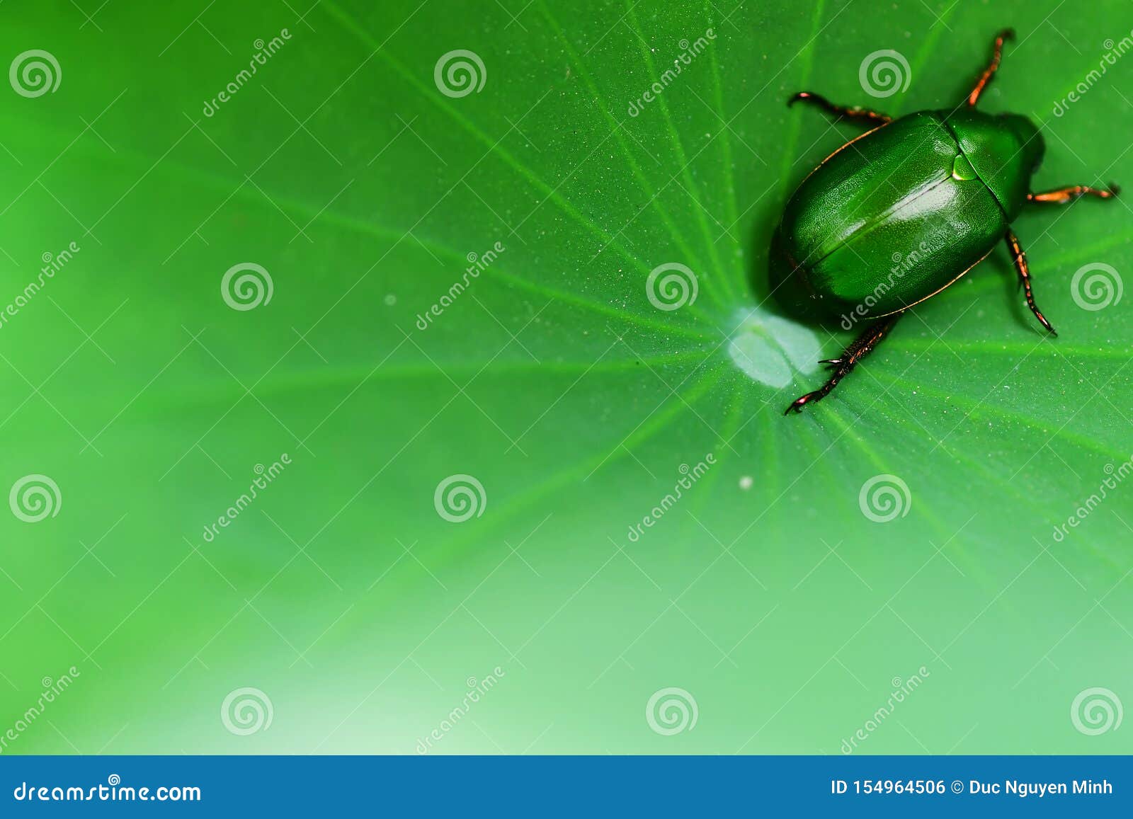 Green Bug on the Lotus Leaf Stock Photo - Image of wildlife, natural ...