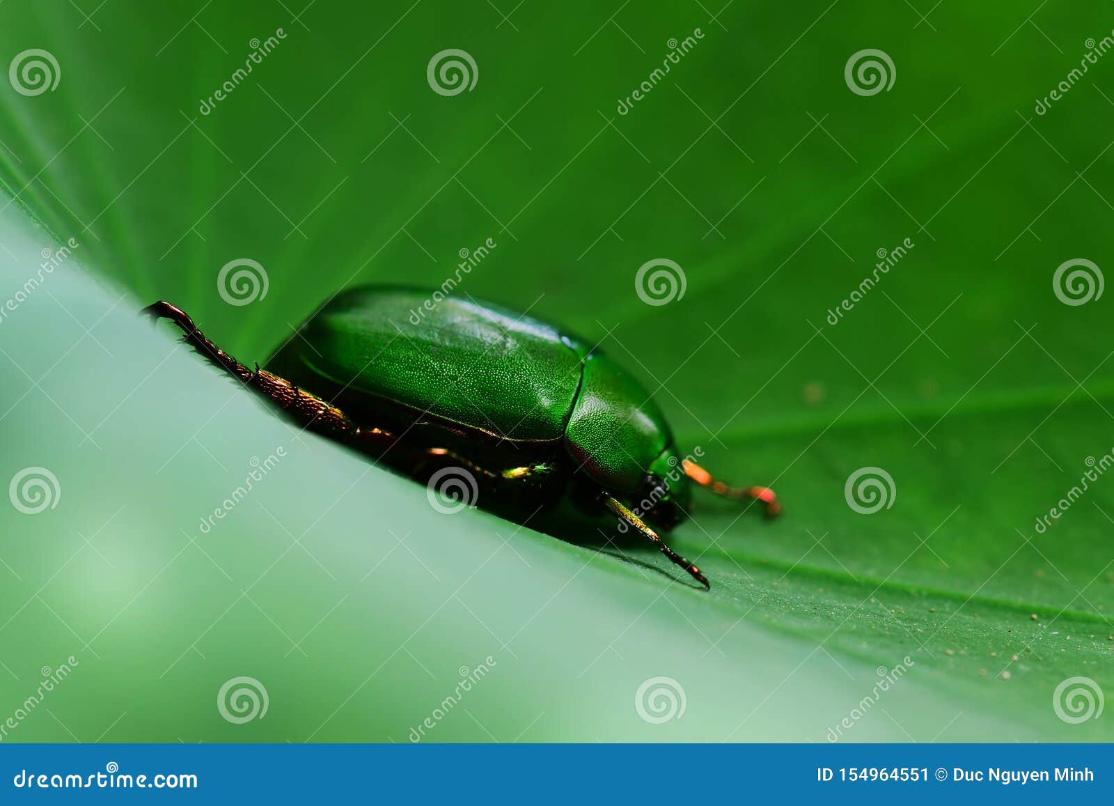 Green Bug on the Lotus Leaf Stock Image - Image of lotus, wildlife ...