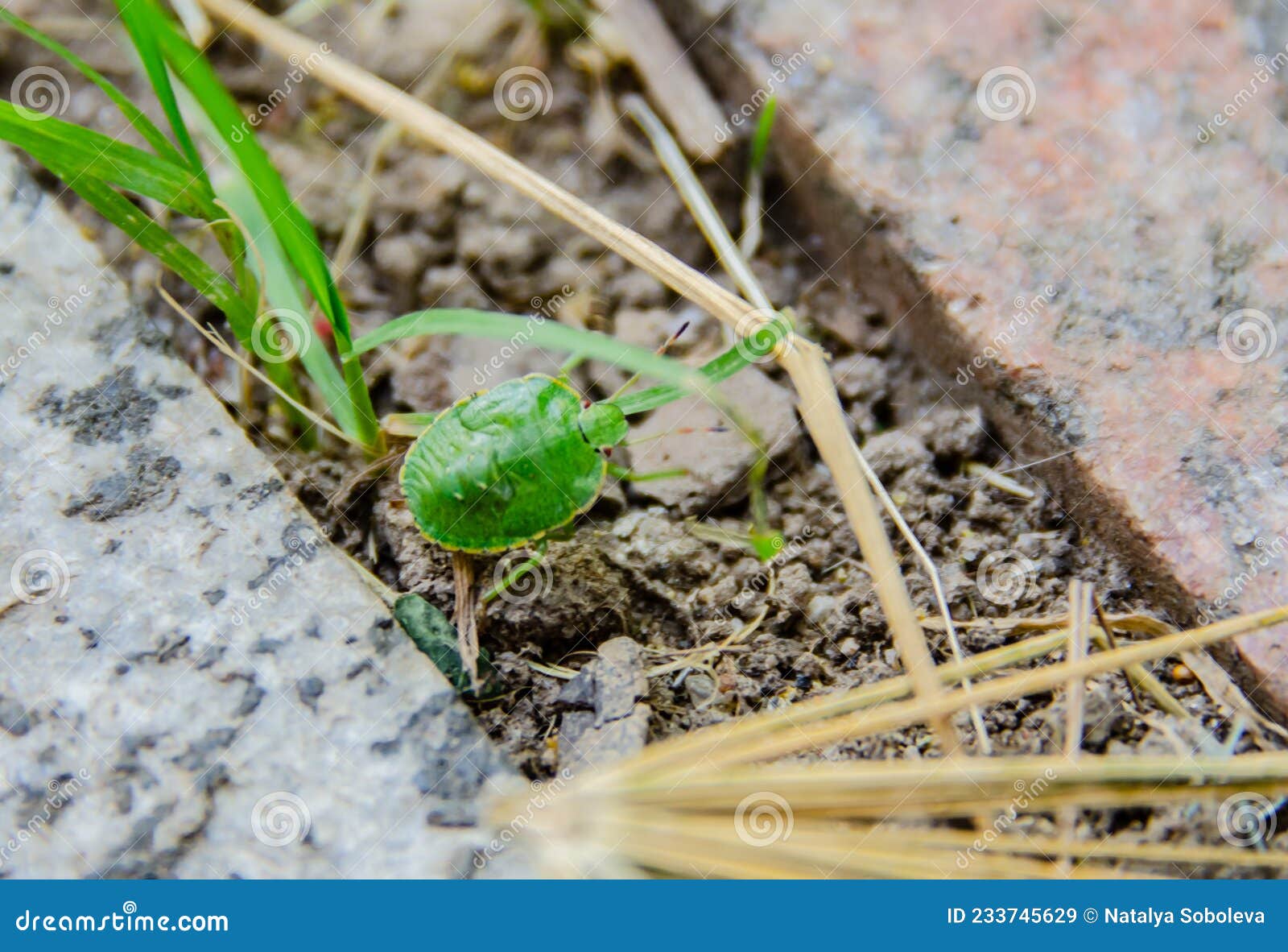 Green Bug - Pest of Agricultural Crops Stock Image - Image of ...