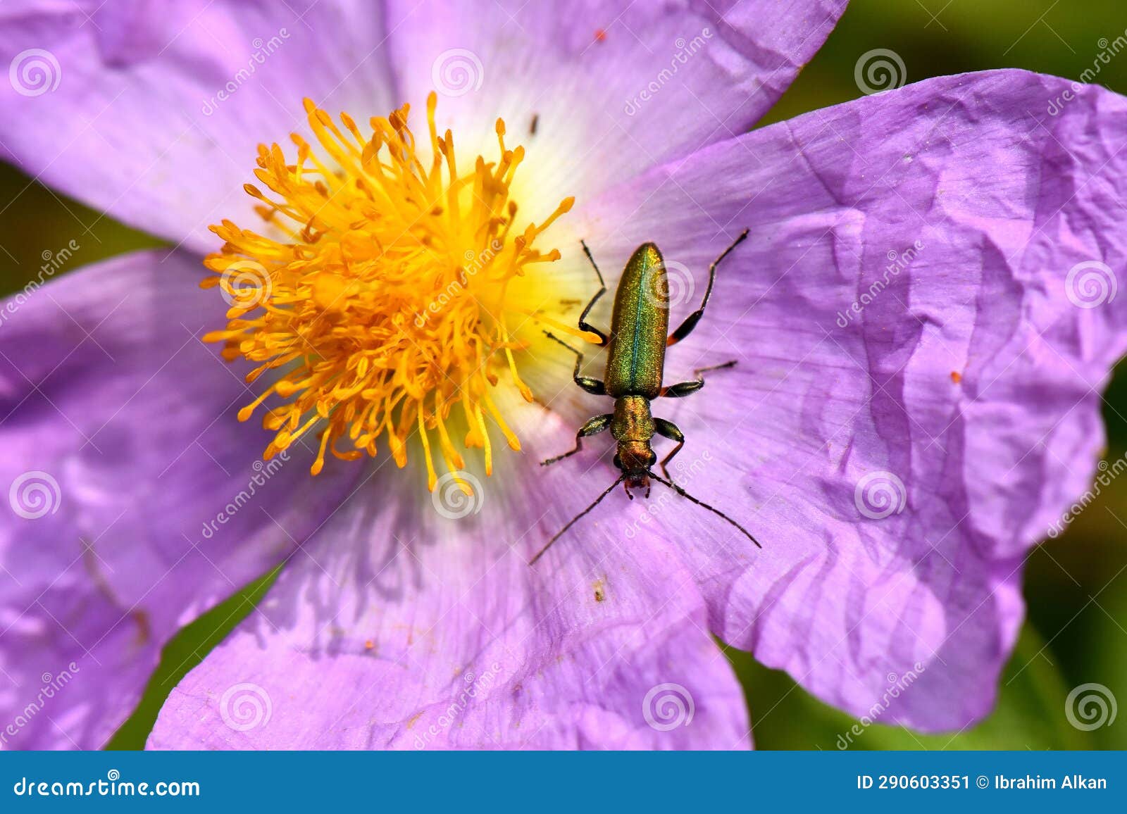 A Green Bug on the Pink Flower Stock Image - Image of wildflower ...
