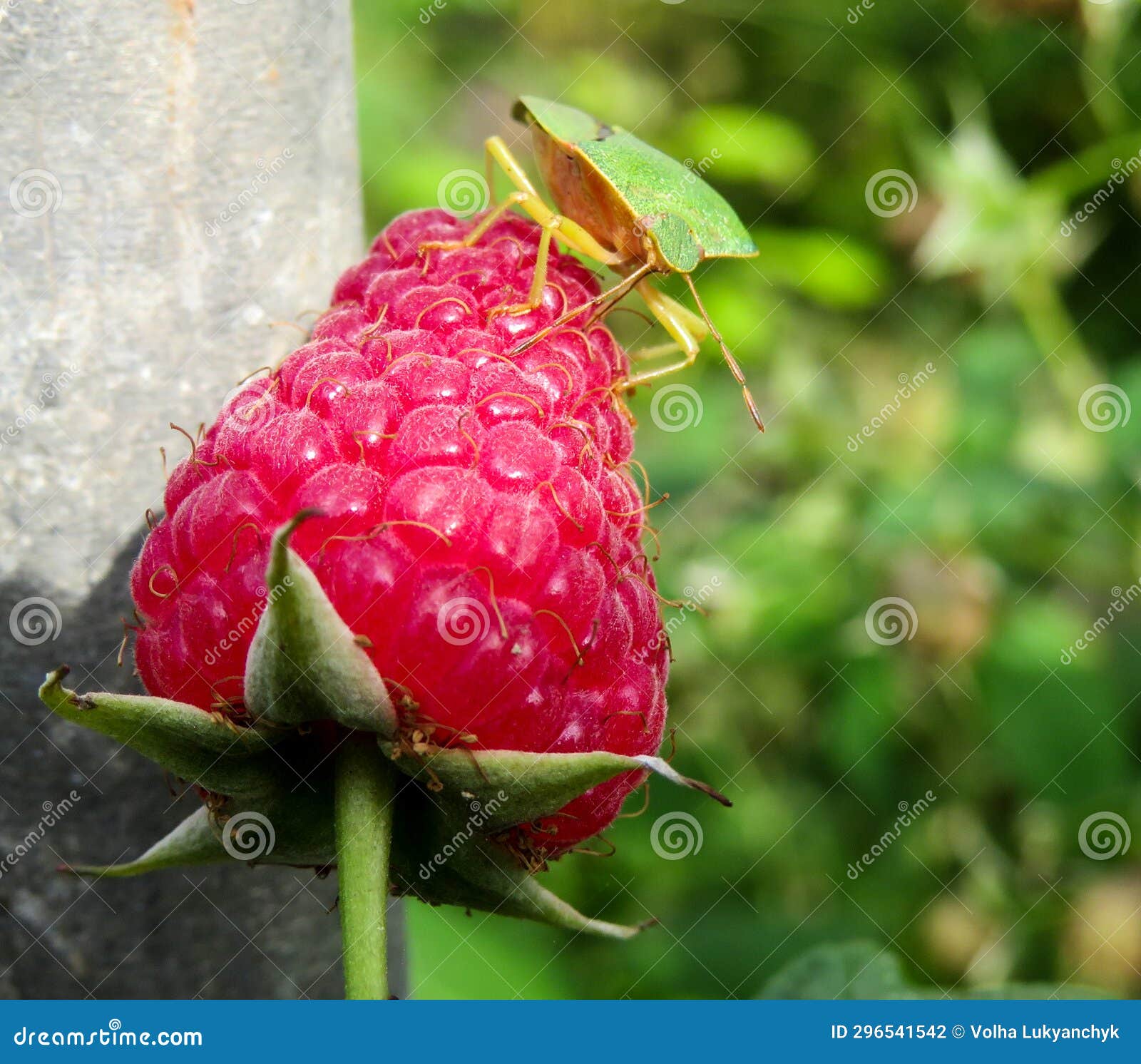 Green Bug on a Red Raspberry Stock Photo - Image of green, color: 296541542