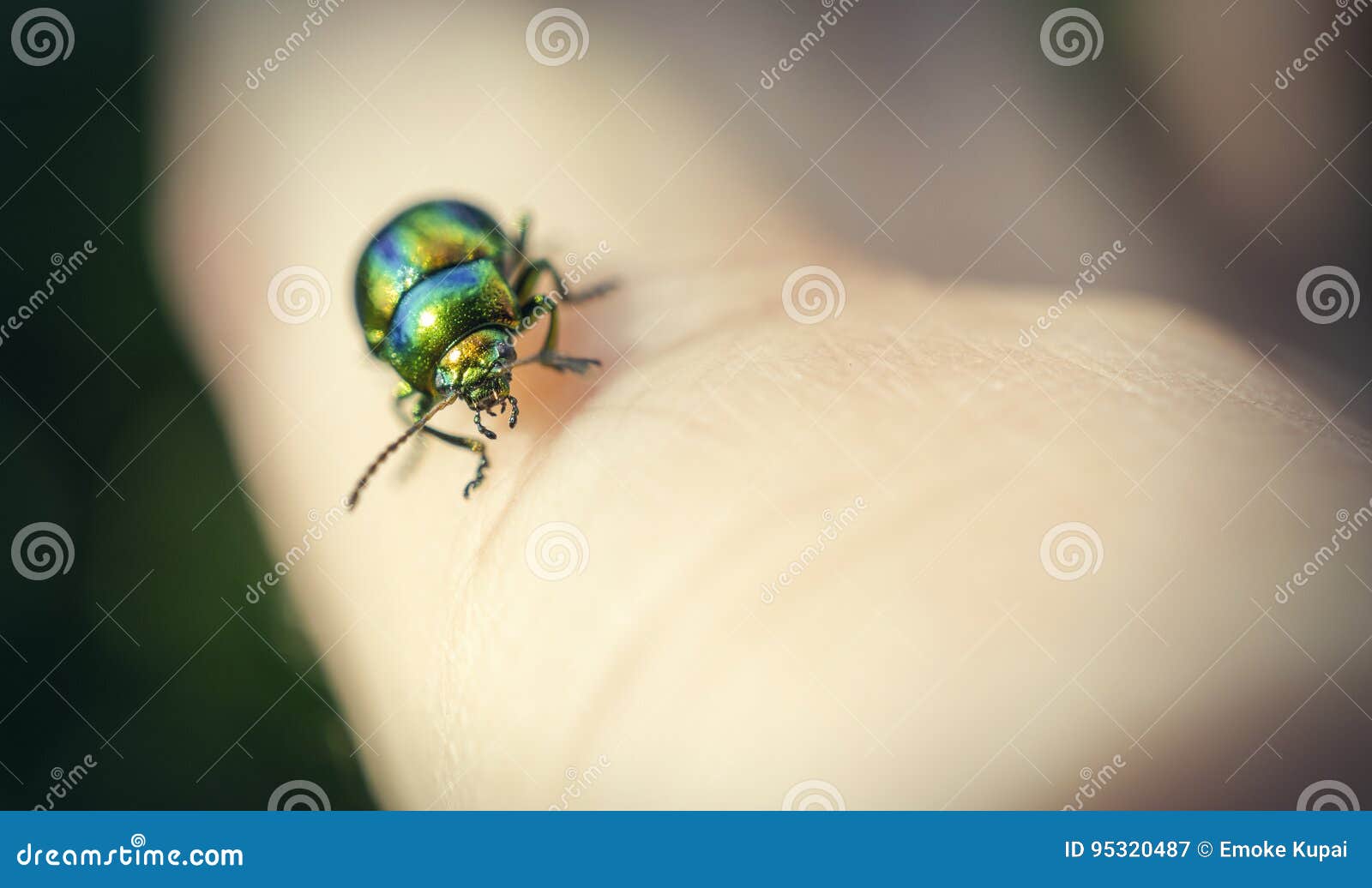 Green Bug stock image. Image of high, shield, yellow - 95320487