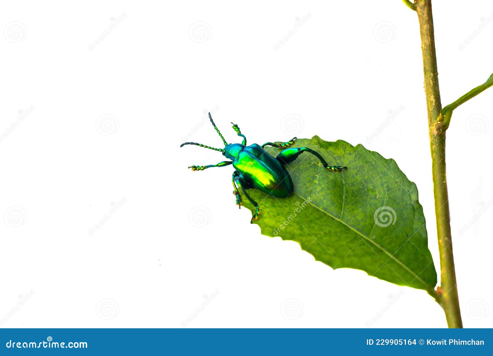 Green bug on tree leave stock photo. Image of meadow - 229905164
