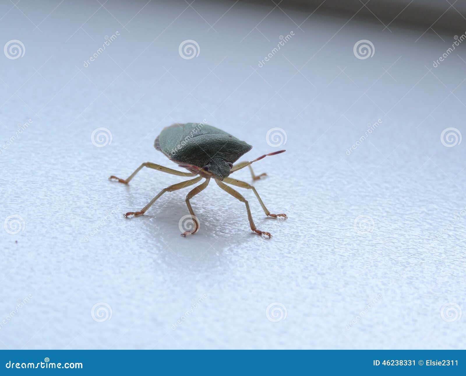 Green bug stock image. Image of antenna, imago, closeup - 46238331