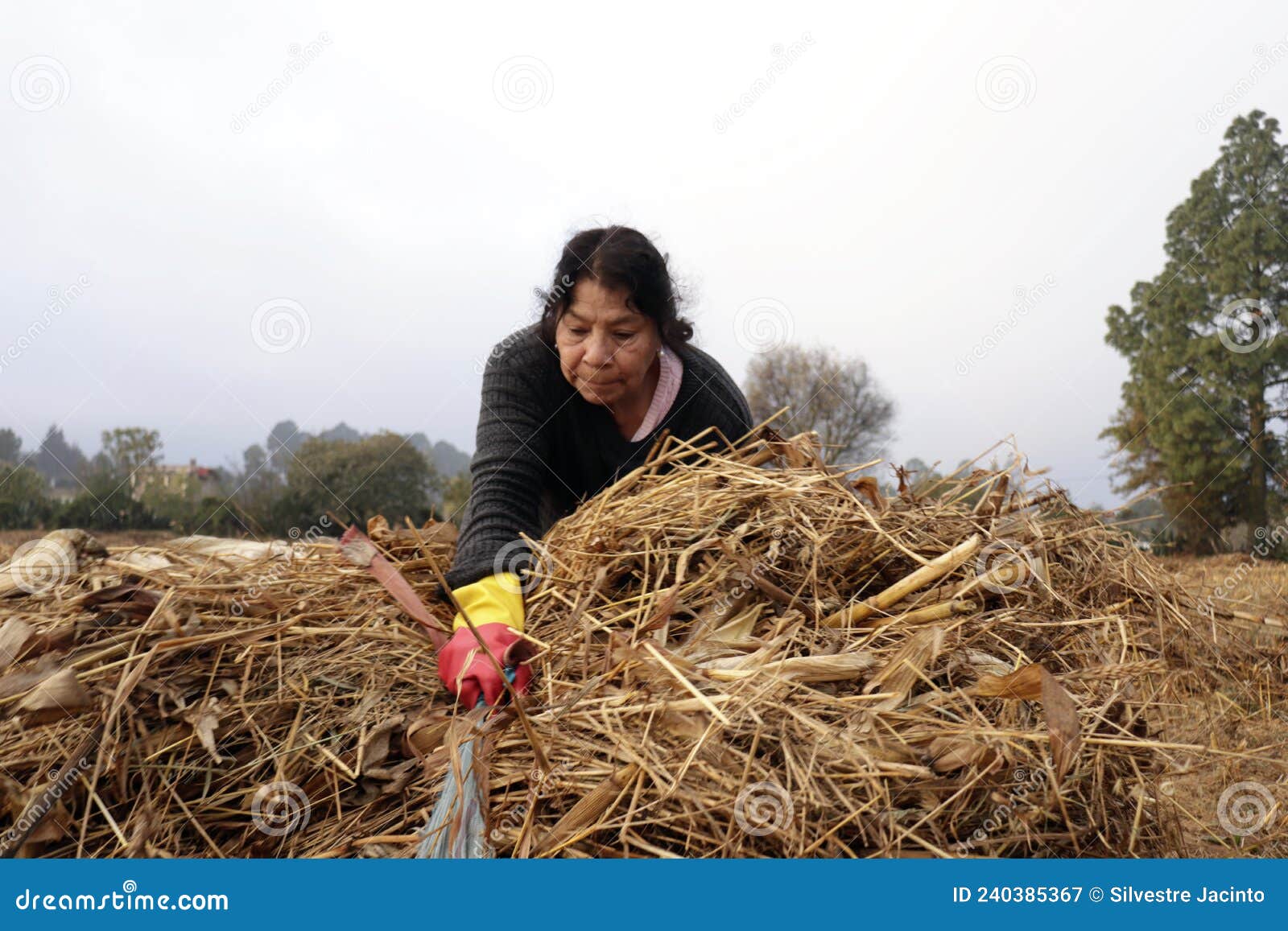 Farm girl collecting hay editorial photography. Image of girl - 240385367