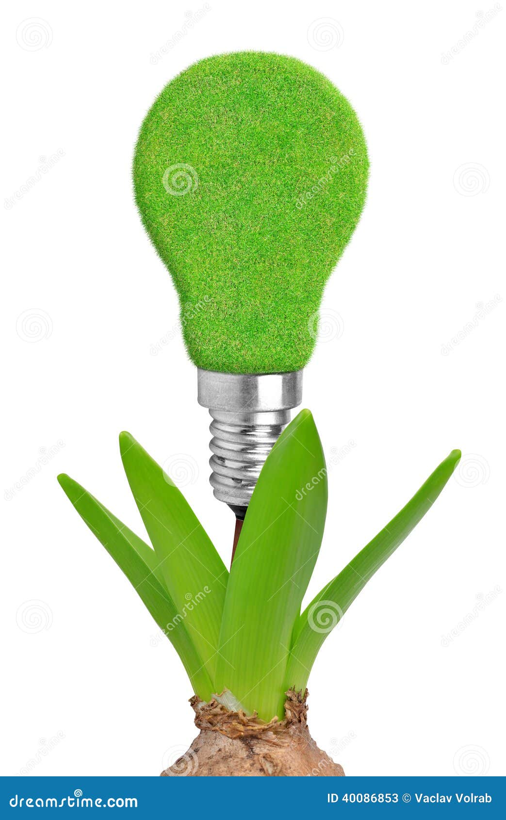 Green bulb on plant stock image. Image of plant, light - 40086853
