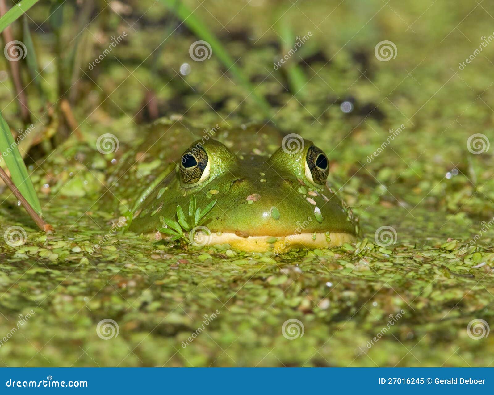 Green Bullfrog stock image. Image of nature, creepy, animal - 27016245