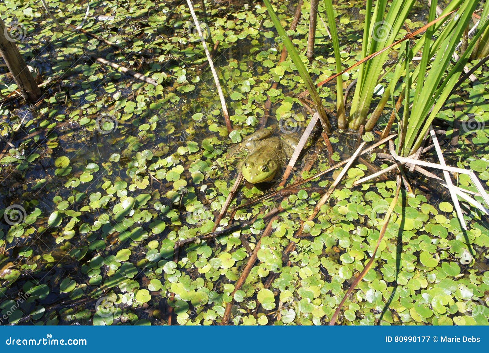 Green Bullfrog in a Marsh stock image. Image of nature - 80990177