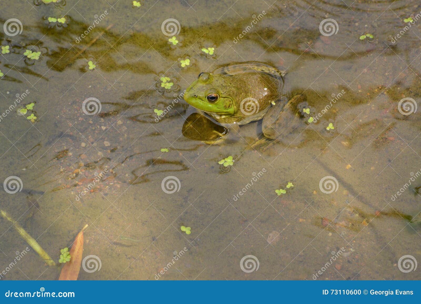 Green bullfrog in pond stock photo. Image of water, invasive - 73110600