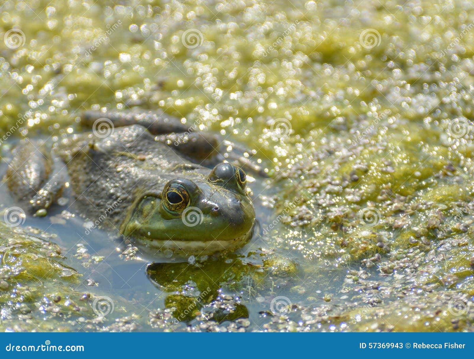 Green Bullfrog in Pong stock image. Image of bullfrog - 57369943