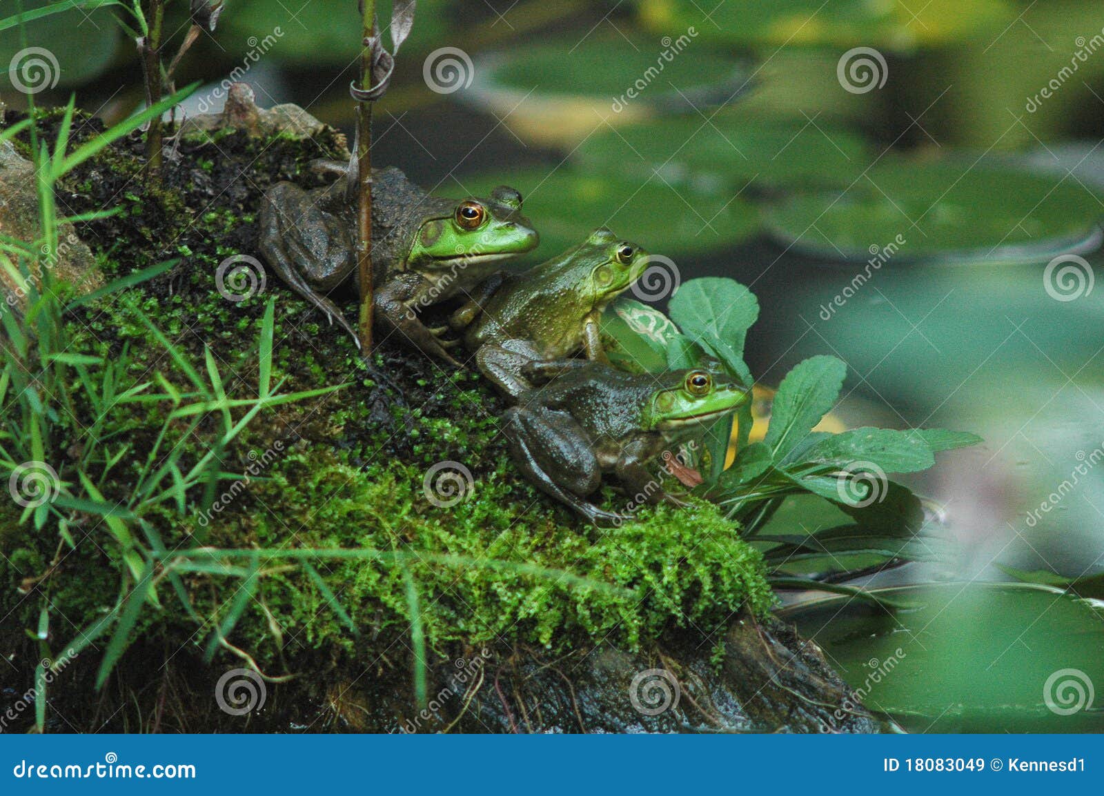 Green Bullfrogs stock image. Image of frogs, nature, frog - 18083049
