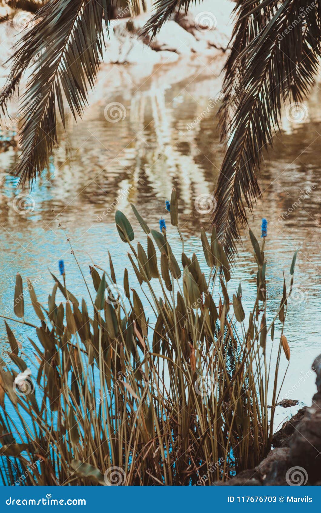 Bulrush on the pond stock image. Image of nature, green - 117676703