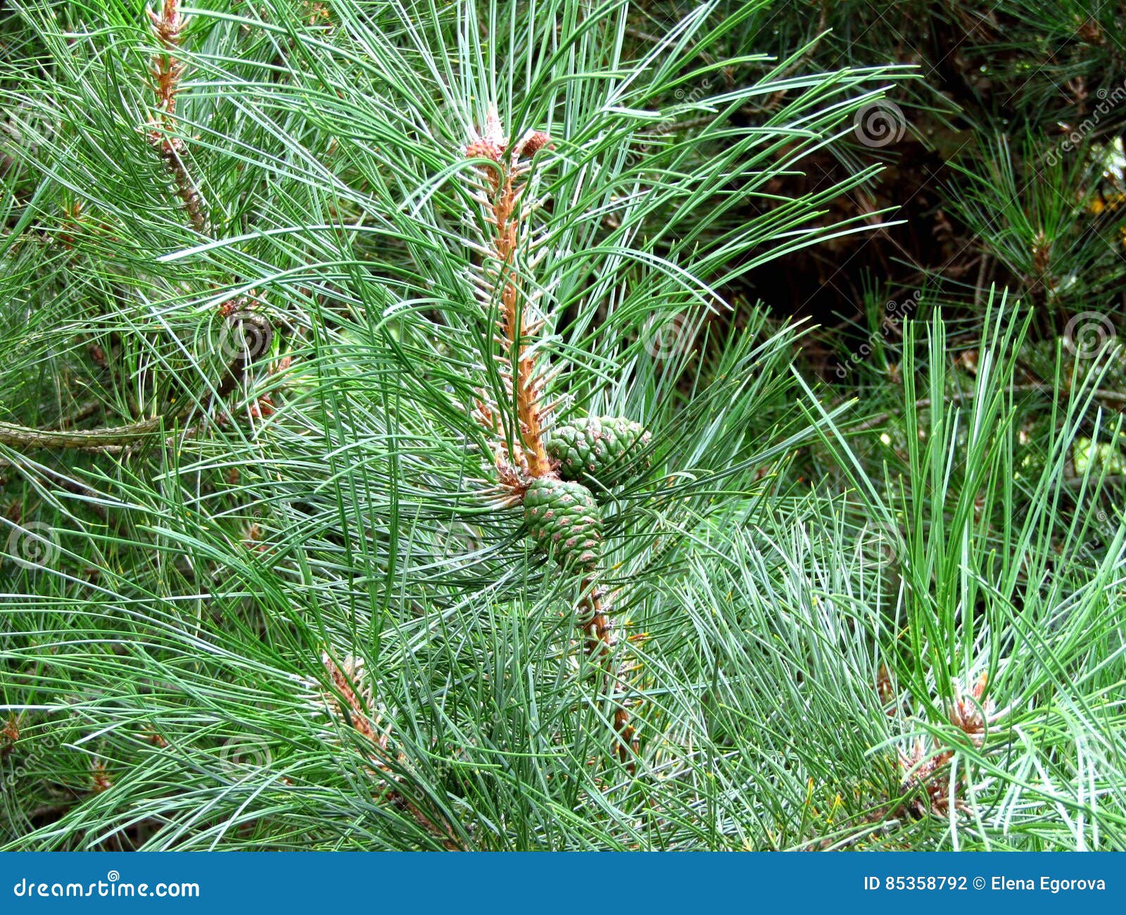Green Bump on the Cedar Branch Stock Photo - Image of close, branch ...