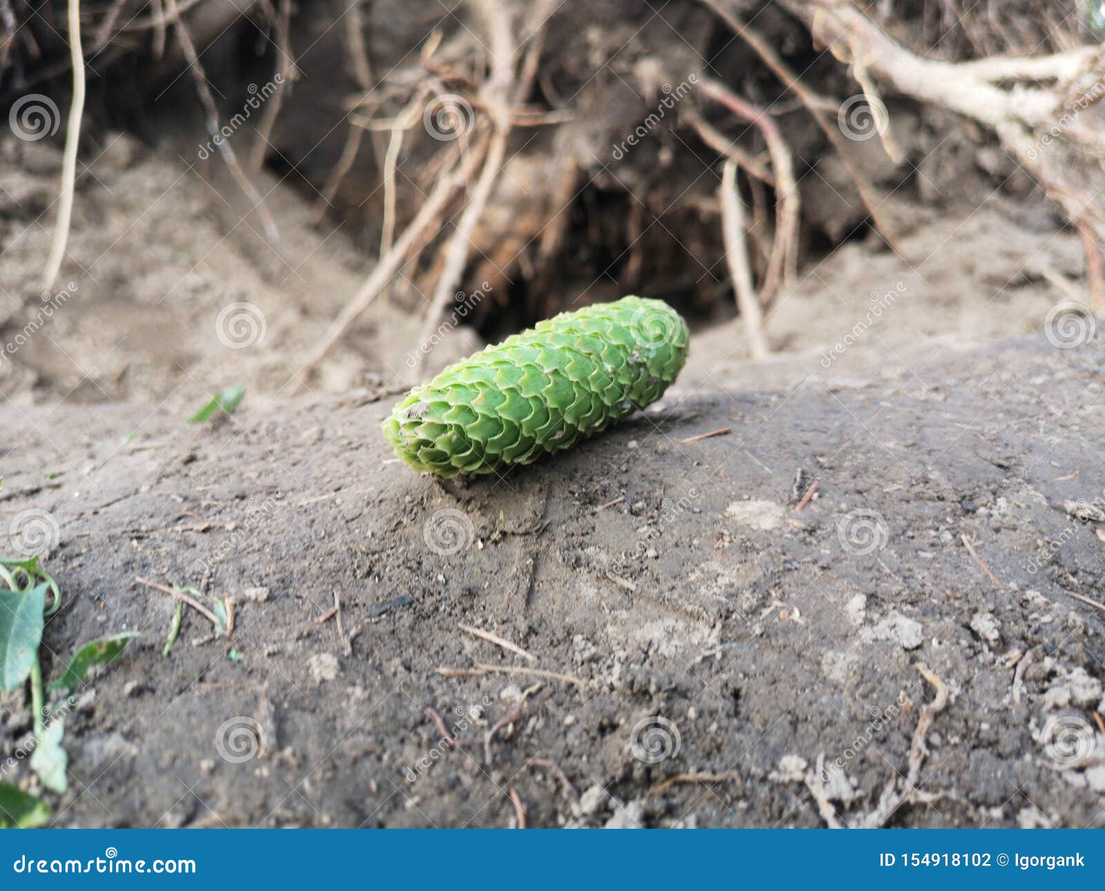 Green Bump in the Forest on the Ground Stock Photo - Image of cone ...