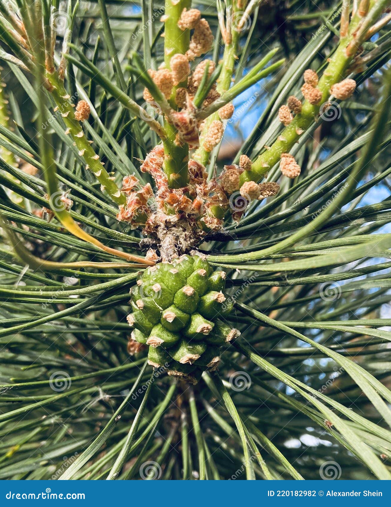 Green bump stock photo. Image of pine, bump, green, young - 220182982