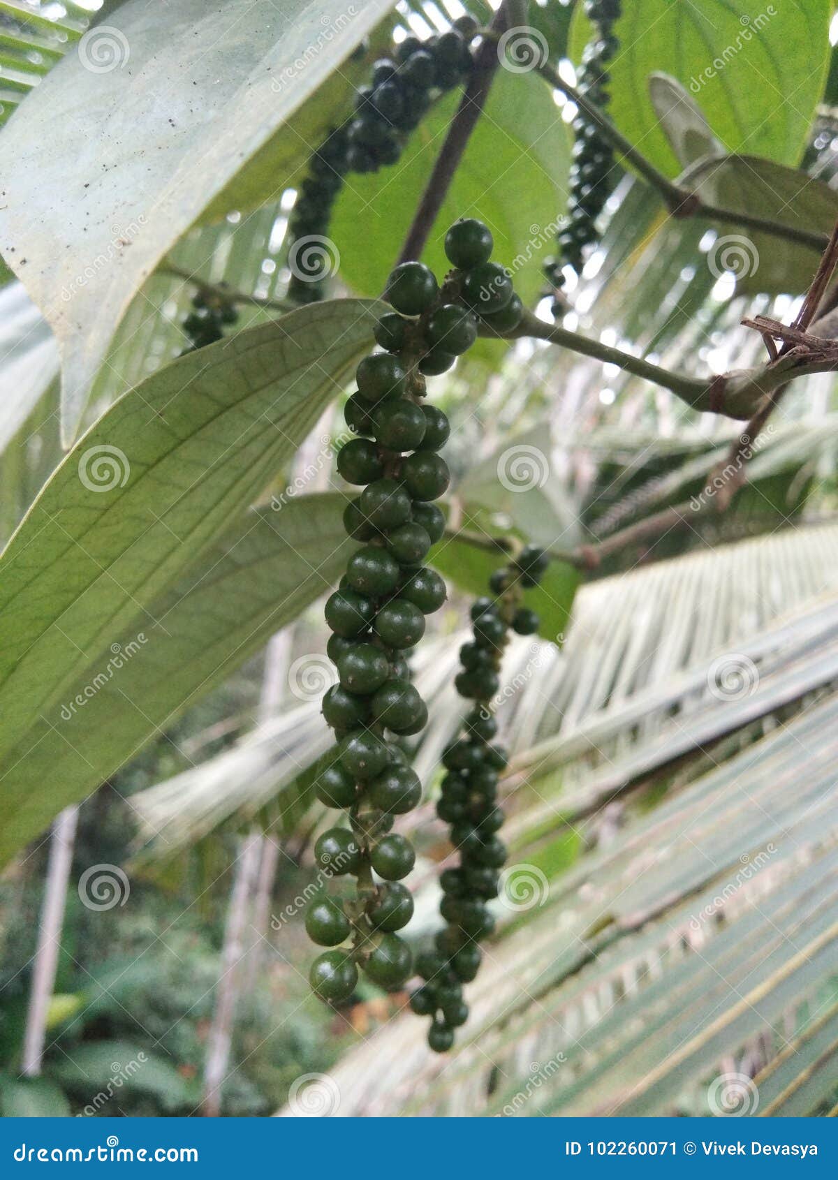 Black pepper stock image. Image of cost, crop, artists - 102260071