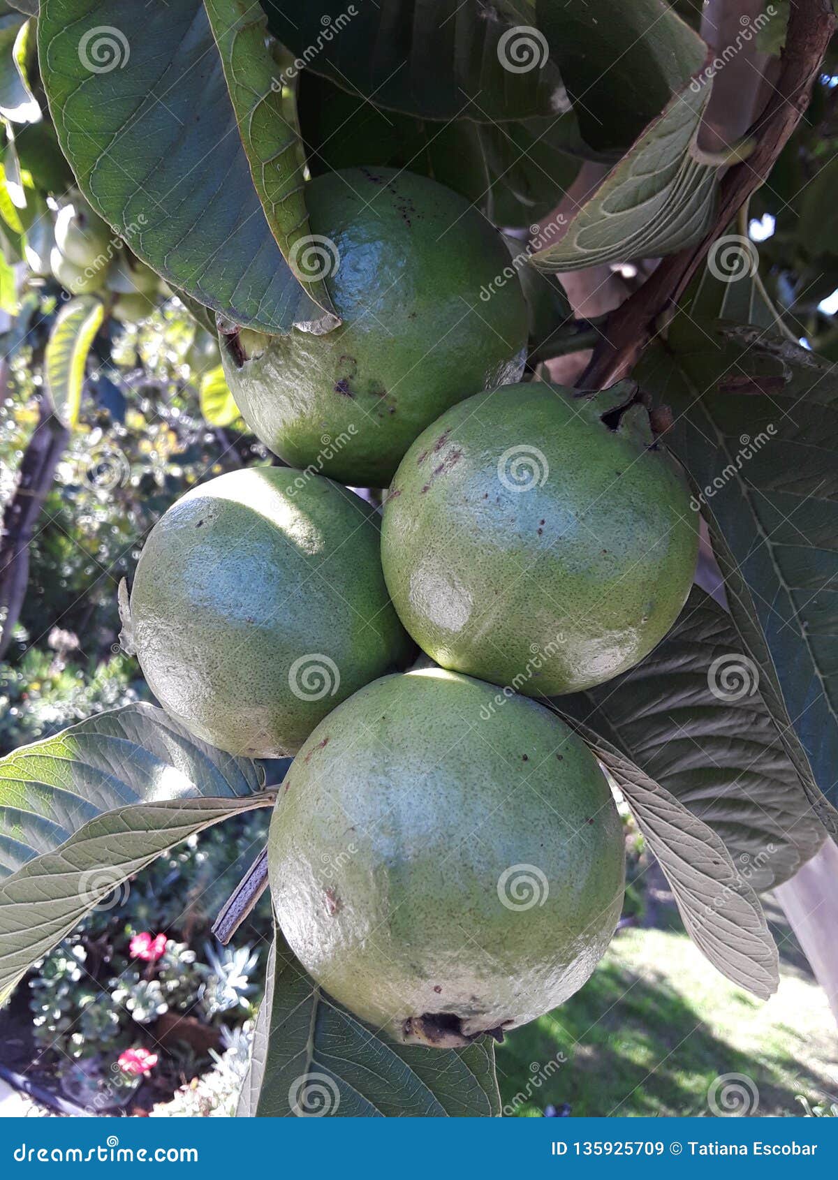 Green Bunch of Guava Fruits Hanging on Tree Stock Image - Image of ...
