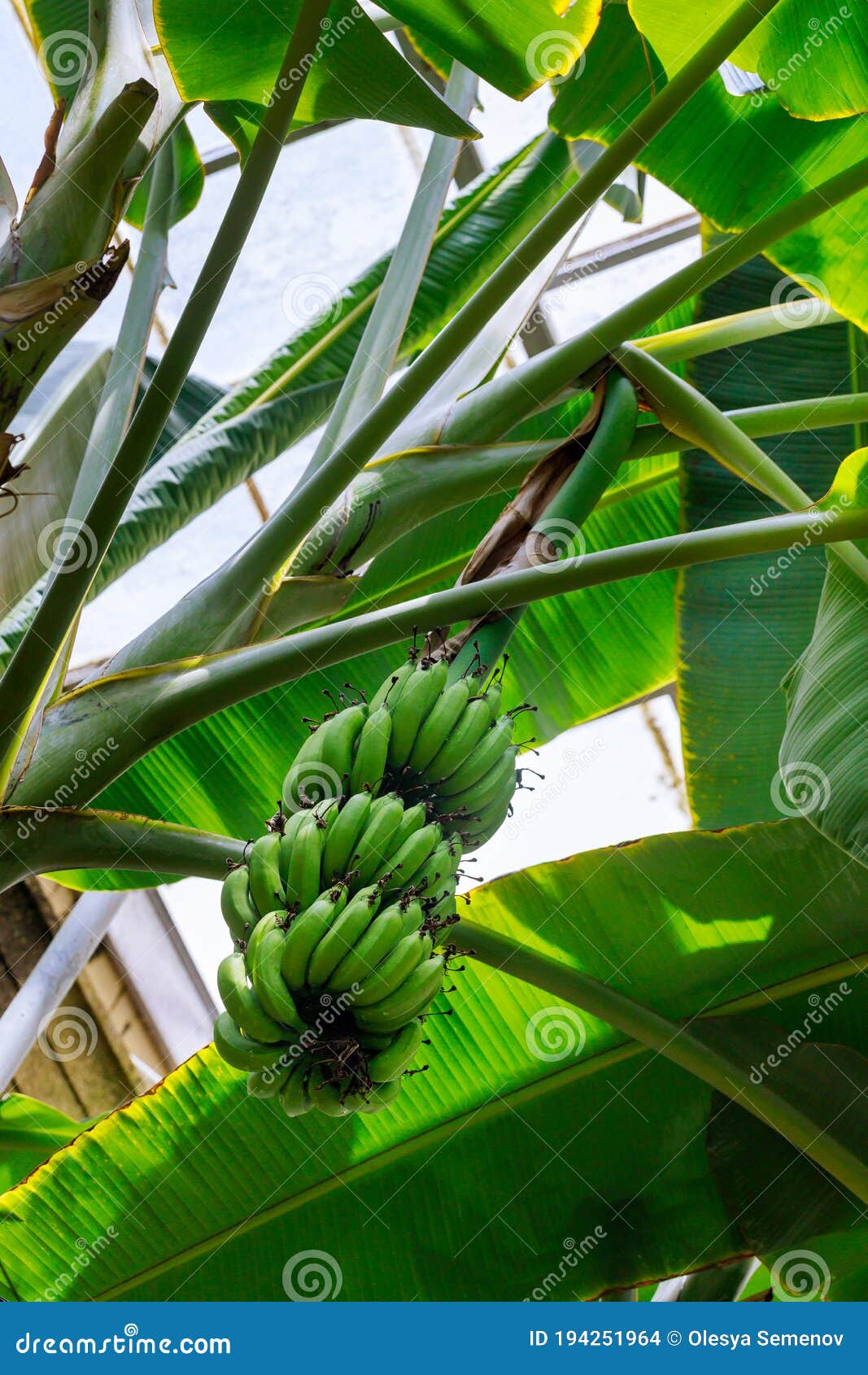 Green Bunch of Plantain Bananas on Stem of Tree Stock Photo - Image of ...