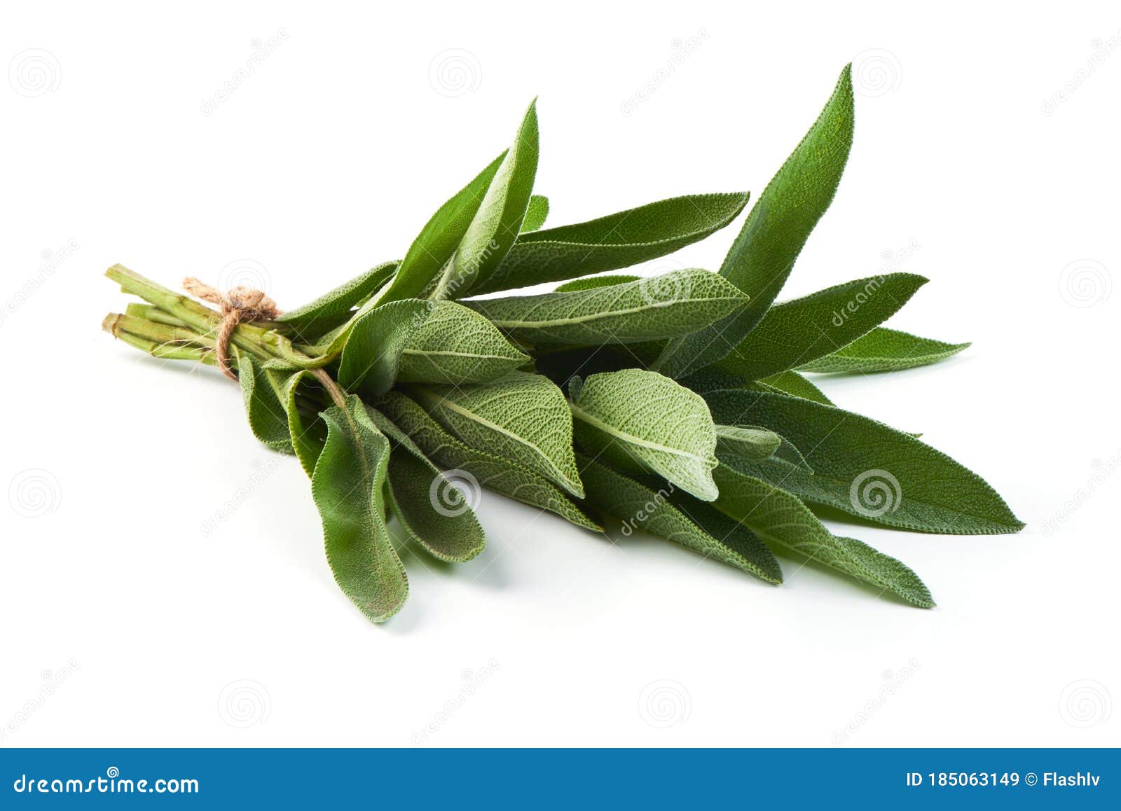 Green Bunch of Sage, Isolated on White Background Stock Image - Image ...