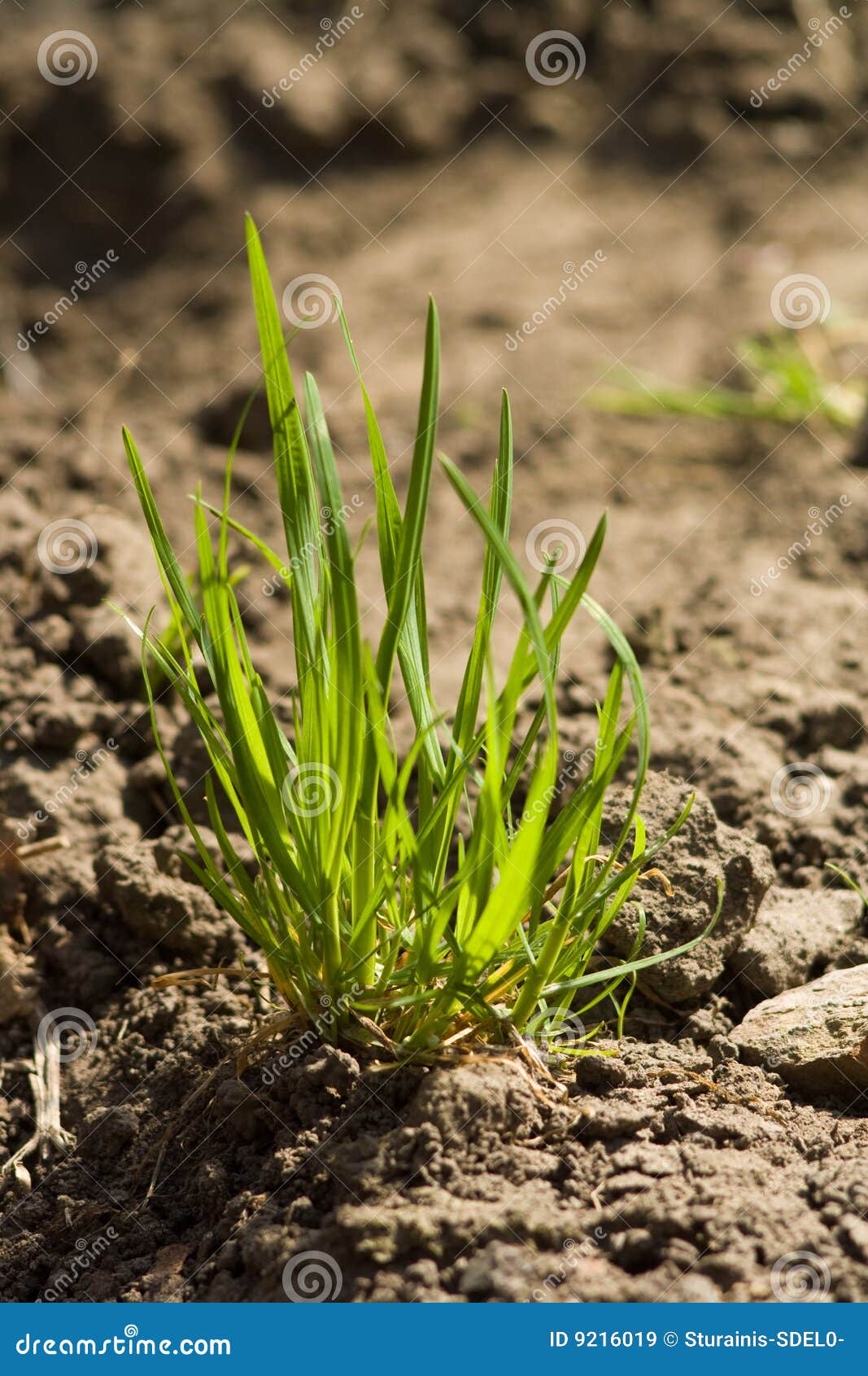 Green Bunch of Spring Grass Stock Image - Image of soil, grass: 9216019