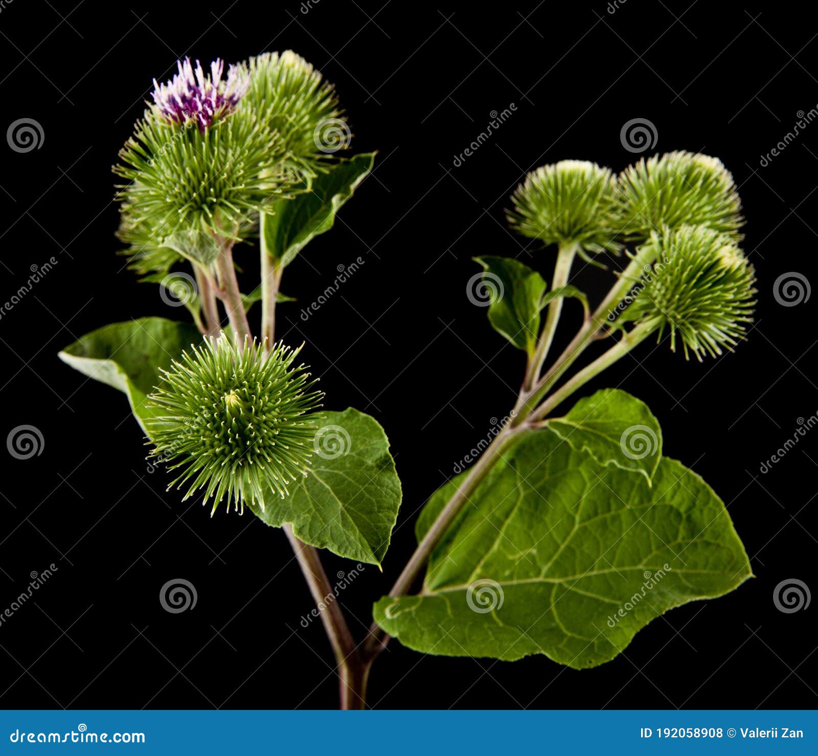 Green Burdock Isolated on a Black Background. As an Element of ...
