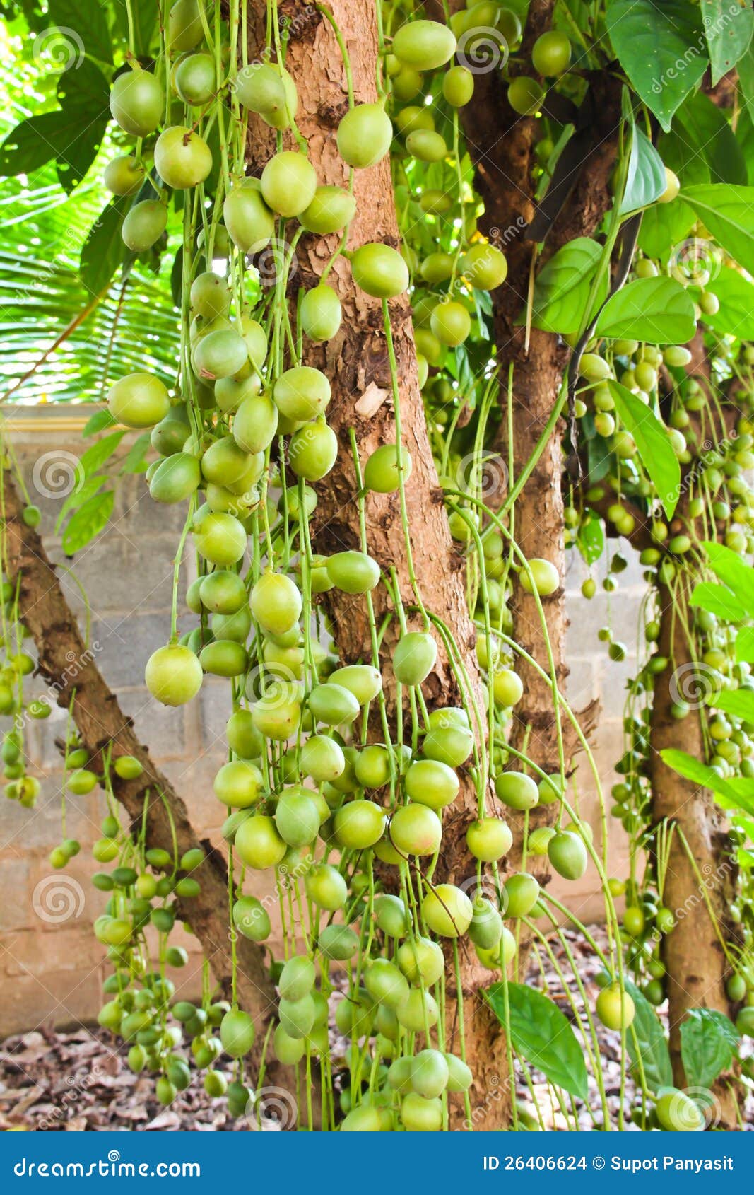 Green Burmese grape stock photo. Image of garden, grape - 26406624
