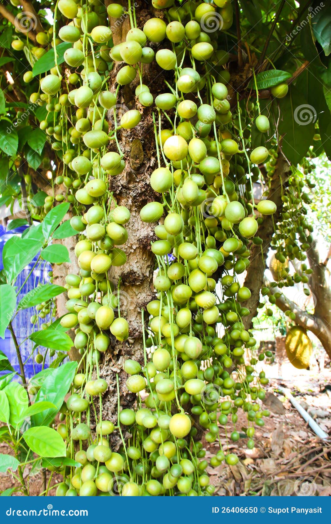 Green Burmese grape stock photo. Image of fruit, food - 26406650