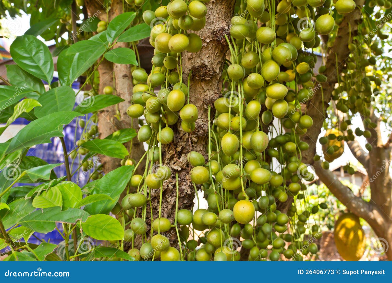 Green Burmese grape stock image. Image of burmese, green - 26406773