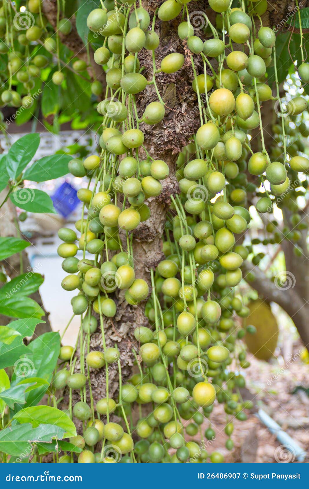 Green Burmese grape stock image. Image of summer, garden - 26406907