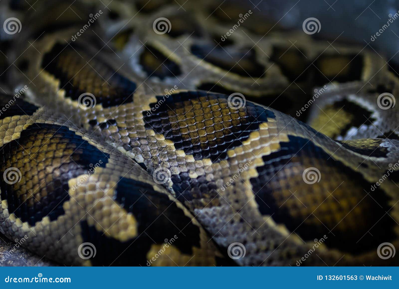 Green Burmese Python Skin stock image. Image of green - 132601563