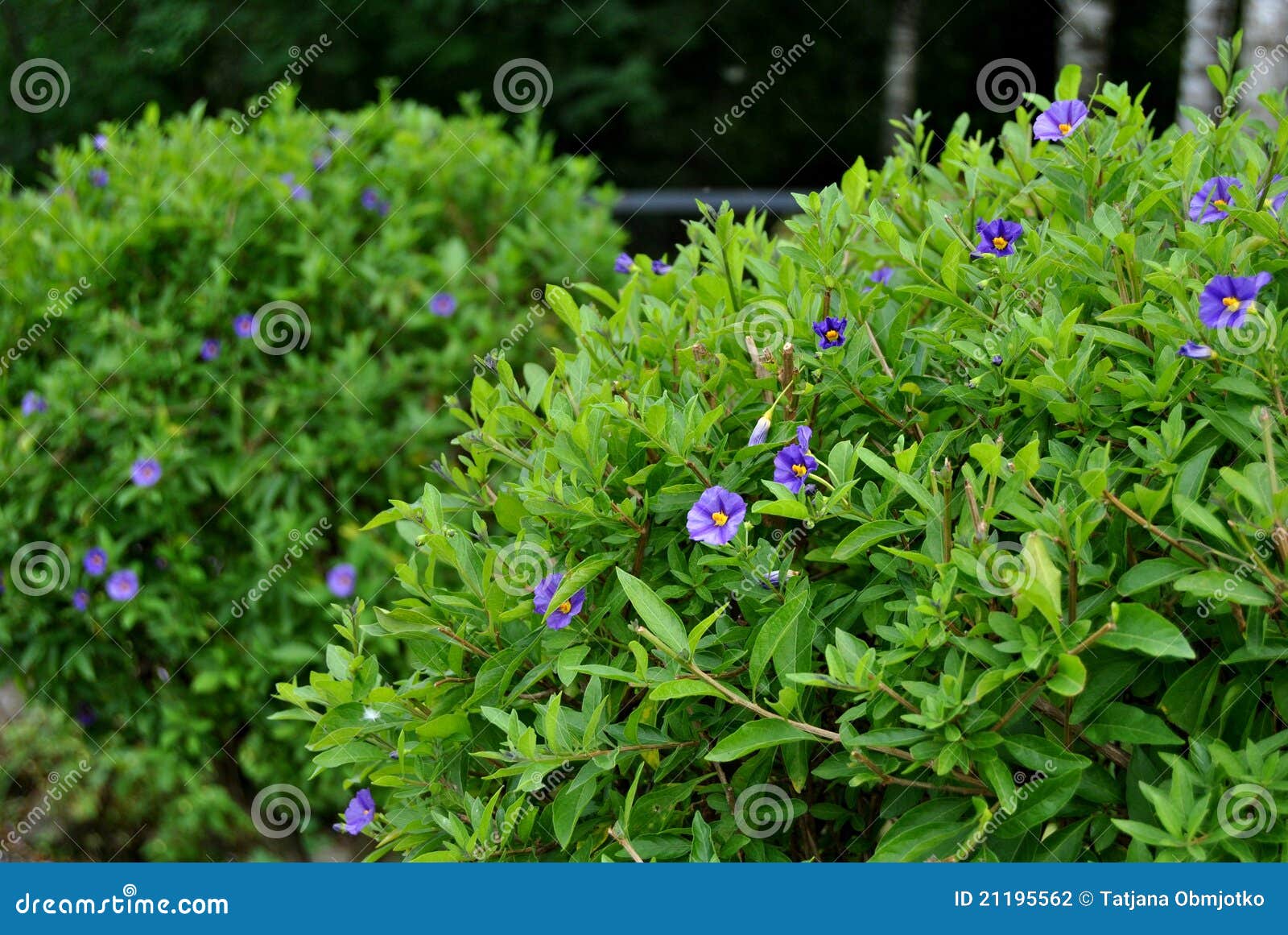 Green bush stock photo. Image of park, landscape, summer - 21195562